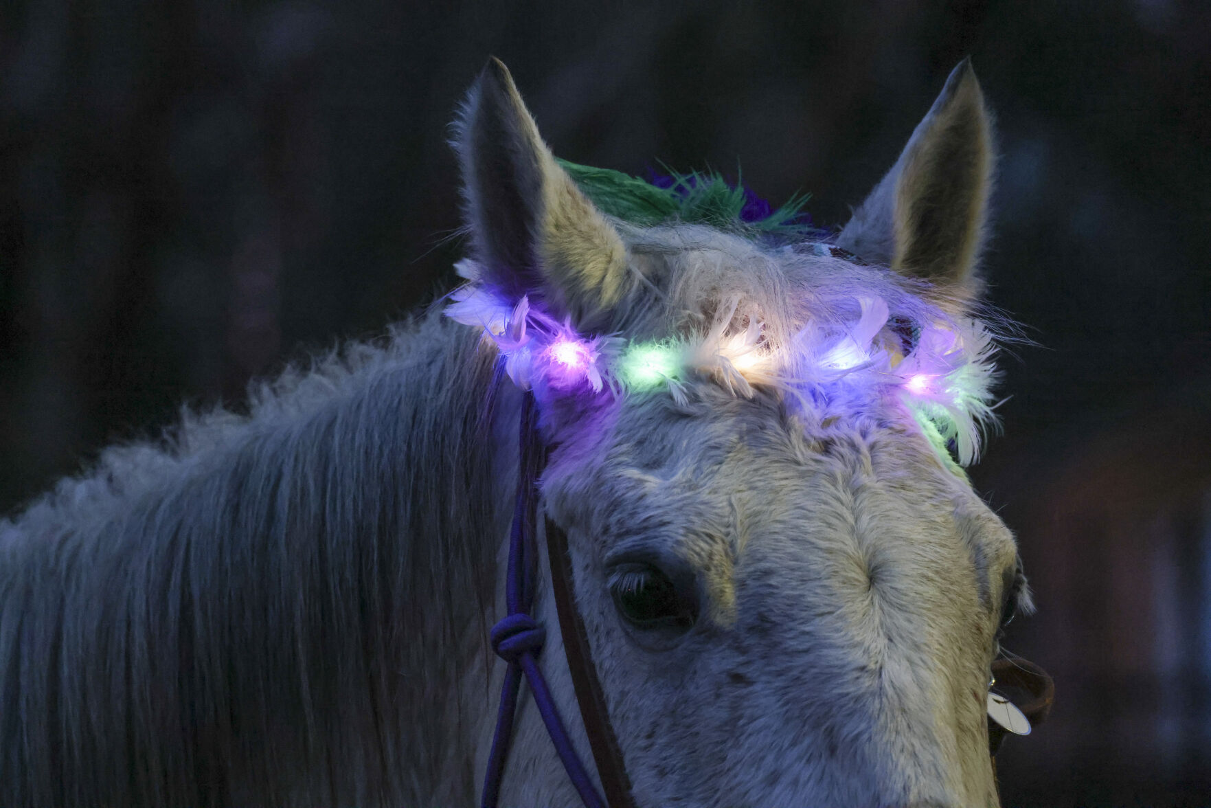 Photos: Knights of Sparta rolls on the Uptown parade route | Mardi Gras ...