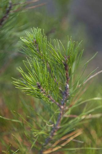 shortleaf pine christmas tree