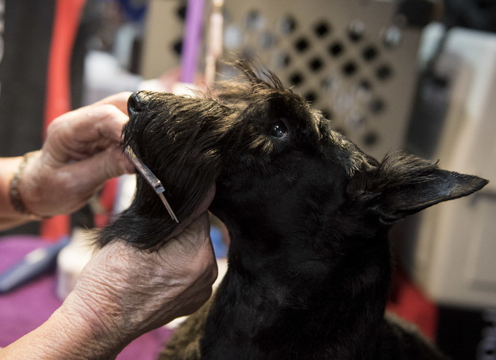 Minimize flying fur with these tips for your pets | Entertainment/Life ...