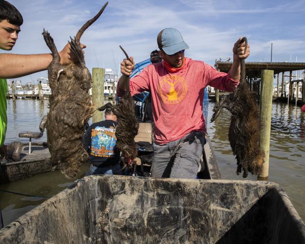 As marshes die, nutria chew into Louisiana's cypress swamps ...
