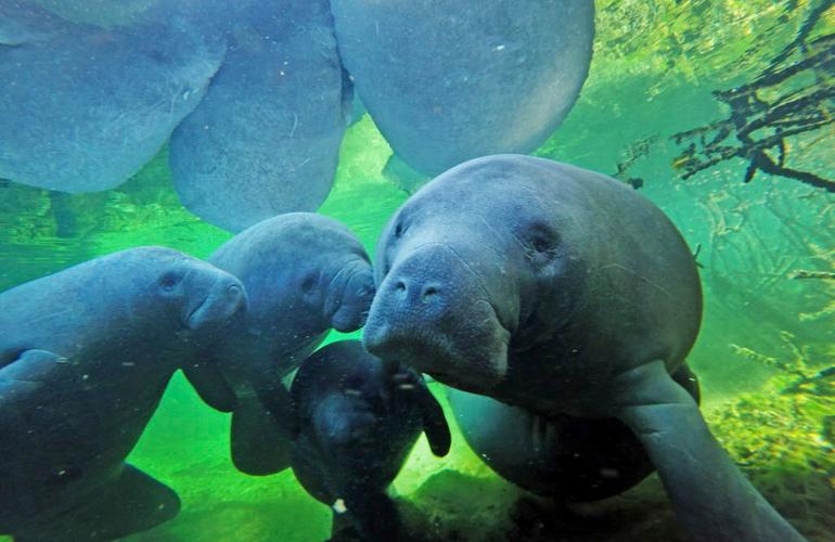 Manatee warning signs popping up across south Louisiana | Environment ... Manatee warning signs popping up across south Louisiana | Environment ...