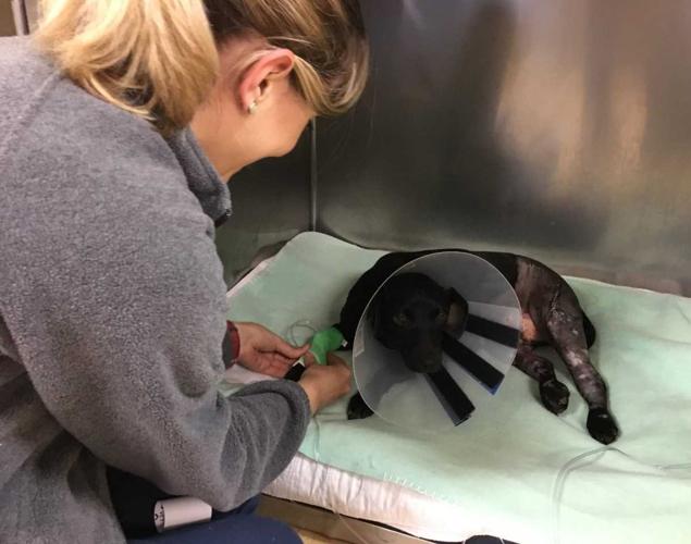 'Doomed' dog left for dead 2 days in ditch finds love, healing | One ...