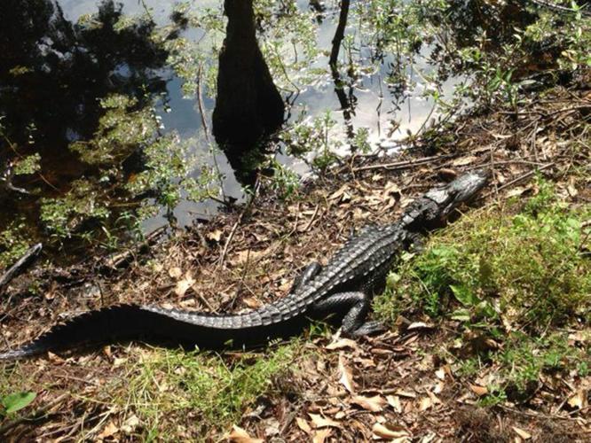 Get next to nature this weekend with the free Spring in the Swamp ...