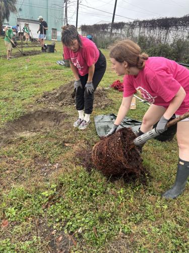 Creating a green canopy along New Orleans’ Lafitte Greenway ...