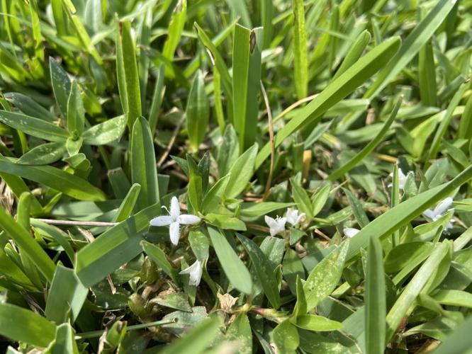 Pull those garden weeds before they drop their seeds | Entertainment ...