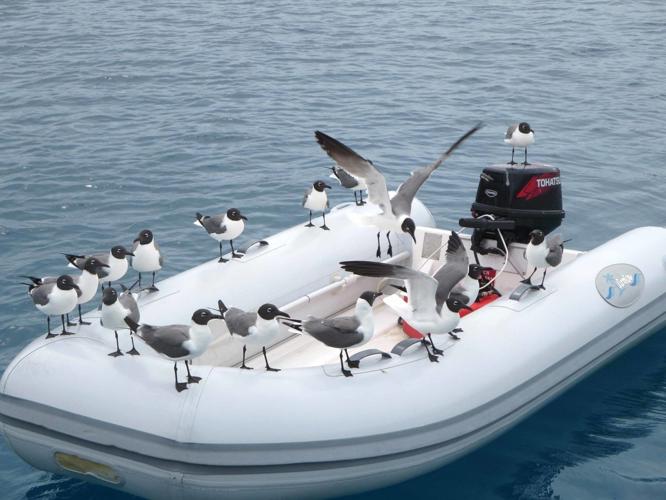 Sail-gating in the Caribbean: Go gourmet on your sailboat | Where NOLA ...