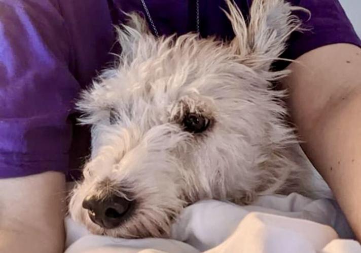 Everything to know about New Orleans' legendary dog Scrim ...