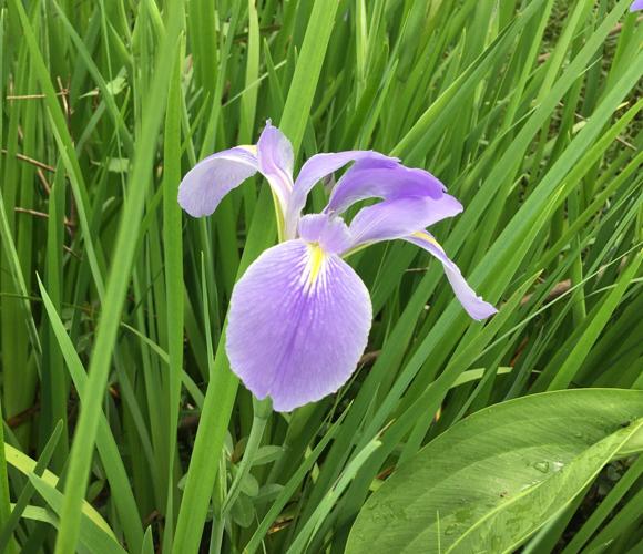 Gary Salathe is out to save the native Louisiana iris | Louisiana ...