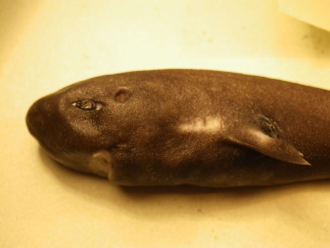 New pocket-sized shark species in Gulf of Mexico: 'It shows us how ...