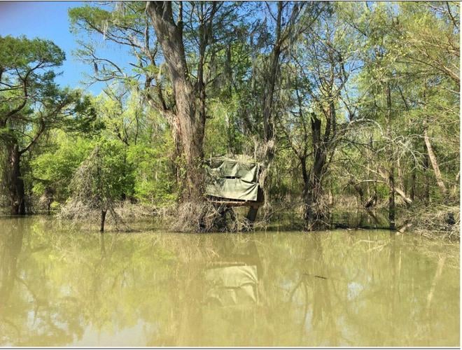 Pollution concerns about this Louisiana swamp were raised decades ago ...