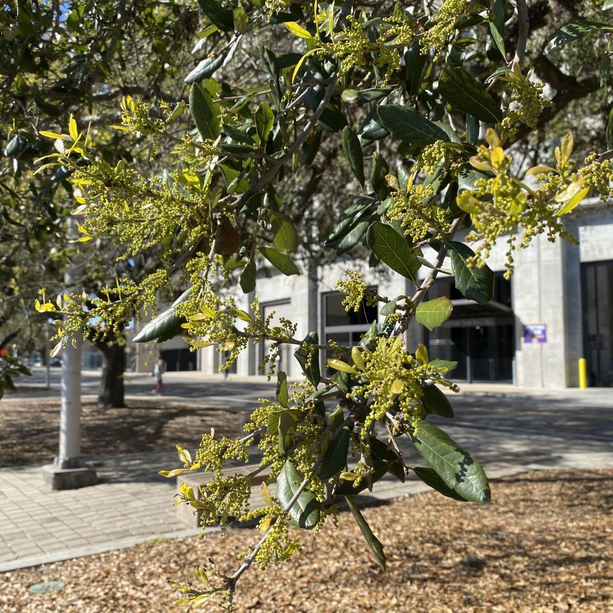 oak tree spring droppings