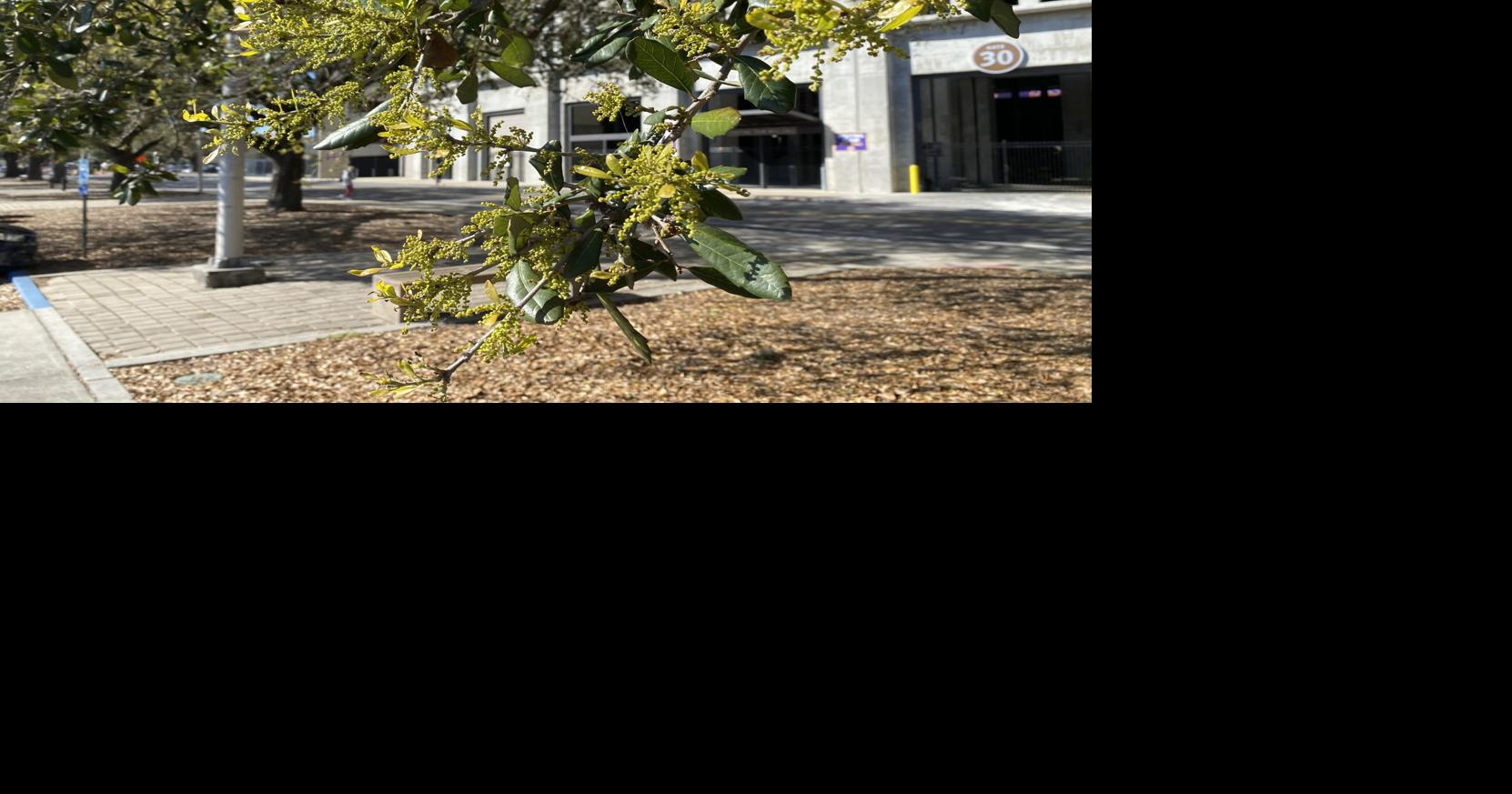 What's the greenish stuff falling from oak trees? They're catkins, or ...