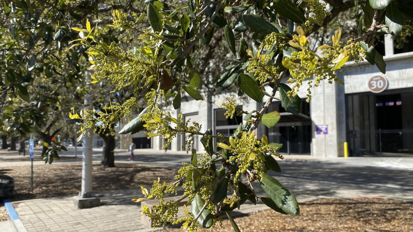 ash tree spring droppings