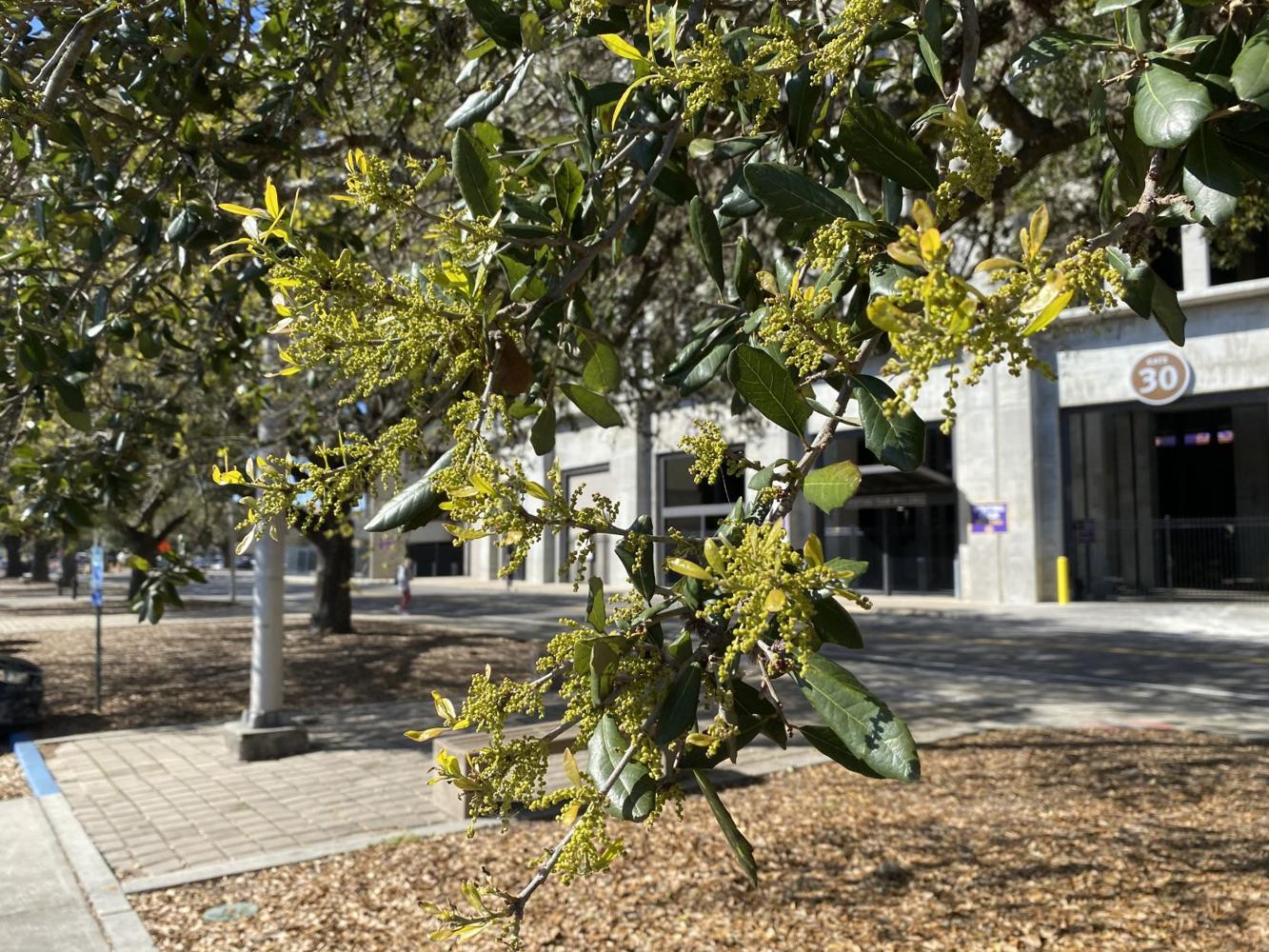 What's the greenish stuff falling from oak trees? They're catkins, or ...