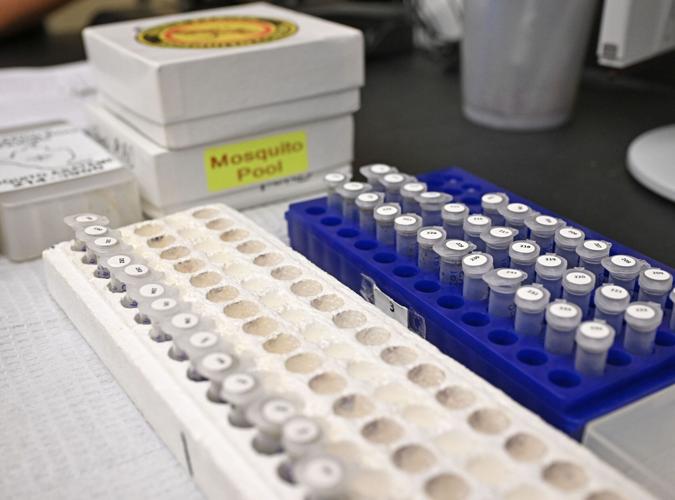 Meet the team testing Louisiana mosquito pools for West Nile ...