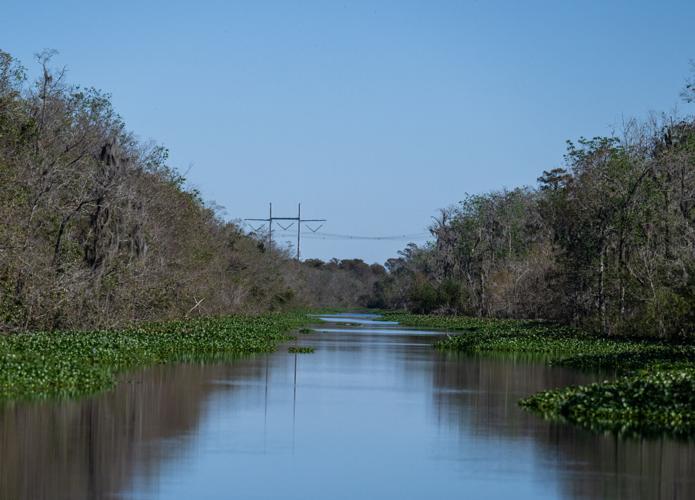 Dying Louisiana swamp to be revived with unique project | Environment | nola.com