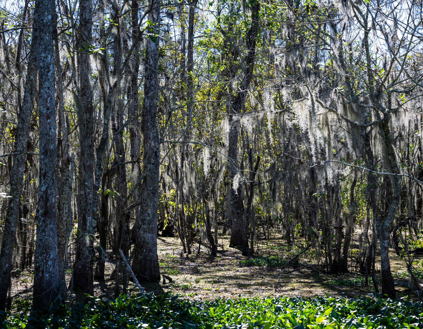 Dying Louisiana swamp to be revived with unique project | Environment | nola.com
