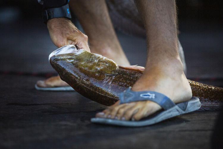 Redfish to be stocked in Louisiana waters for first time | Environment ...