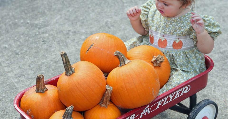 Pumpkin patches to visit in and around New Orleans | Archive | nola.com