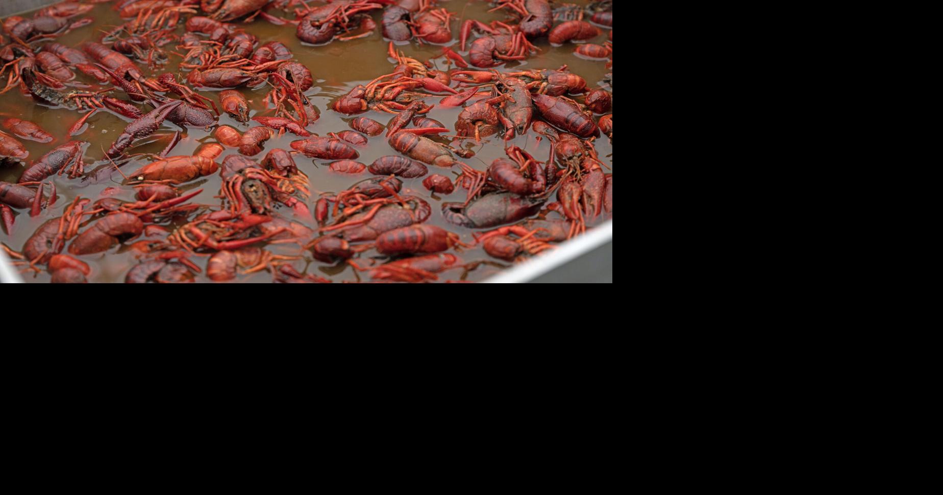 Why crawfish is so pricy for 2024 season in LA, on MS Coast | Where ...