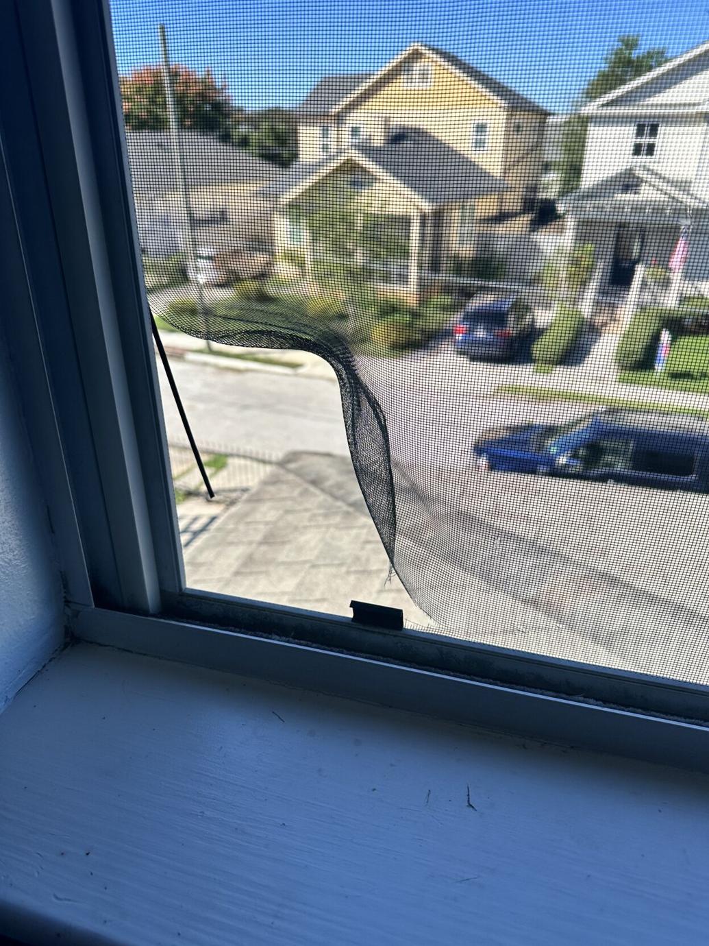 Everything to know about New Orleans' legendary dog Scrim ...