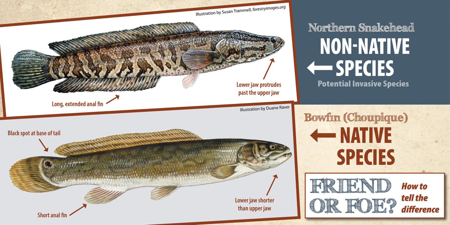 How to identify, kill and eat the northern snakehead fish | Environment ...