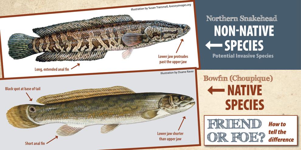 How to identify, kill and eat the northern snakehead fish | Environment ...