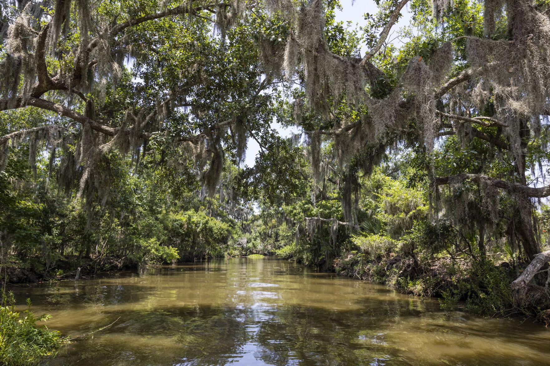 The Rougarou's comin': How tales of the Cajun folklore creature have ...