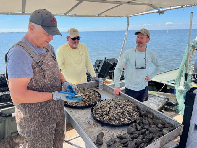 Grand Isle now a growing hub for specialty Louisiana oysters | Where ...