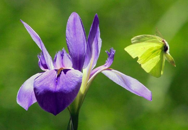 New Orleans home and garden events for May 9-15, 2026 | Home/Garden ...