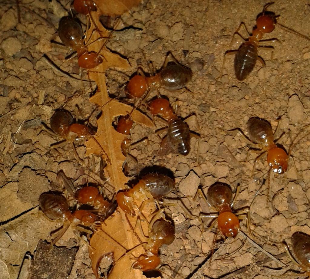 biggest termite queen size