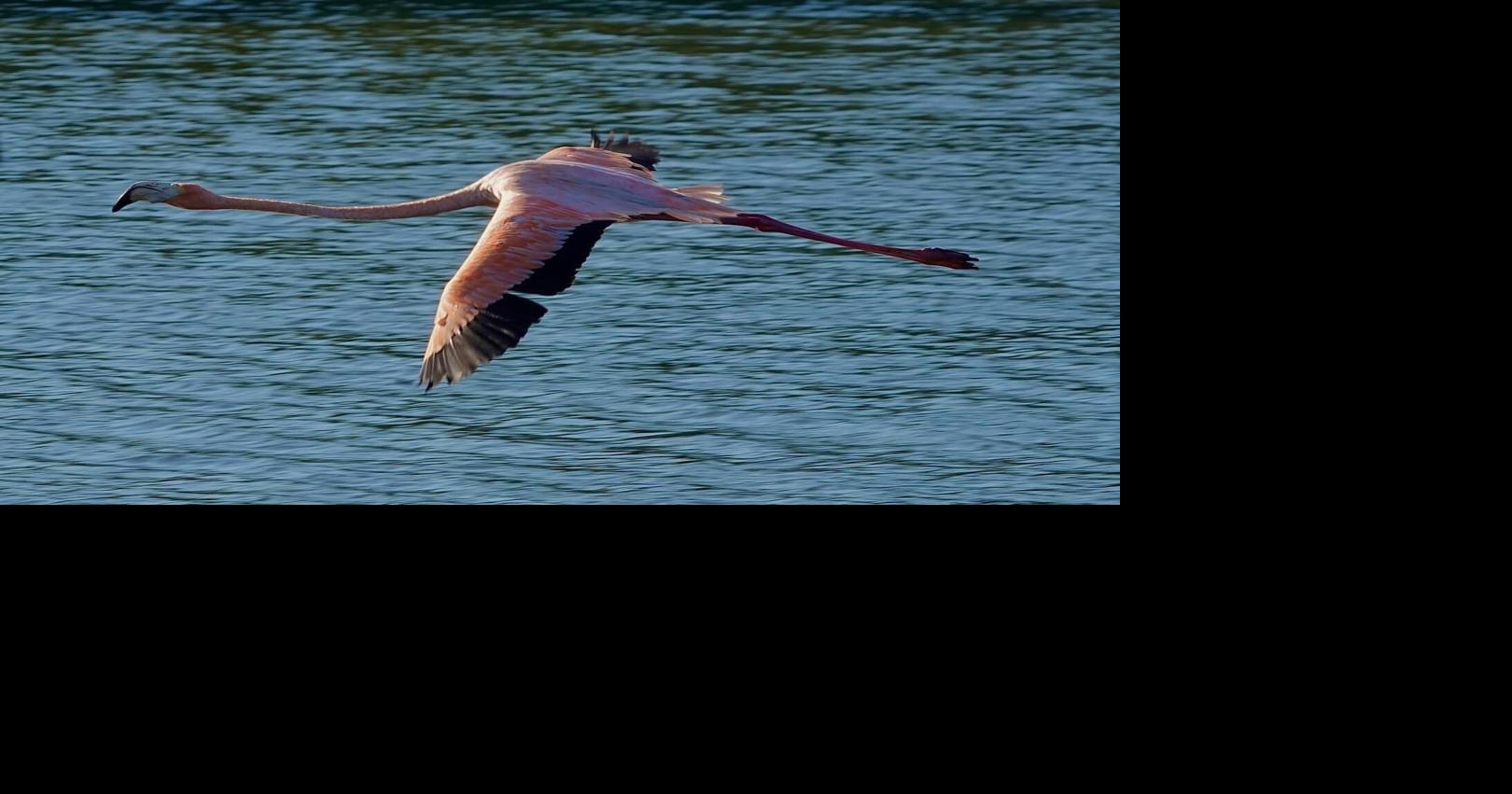 Flamingo spotted near Bayou Sauvage refuge in New Orleans | Environment ...