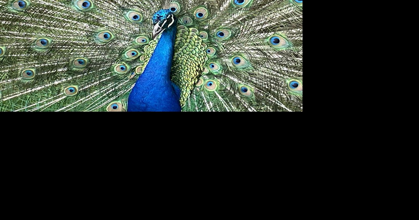 NO.peacocks.adv | | nola.com