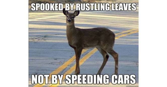 18 hunting-season memes to share on social media | Sports | nola.com