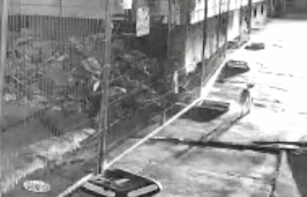 Scrim the missing New Orleans dog appears in new video | Entertainment ...