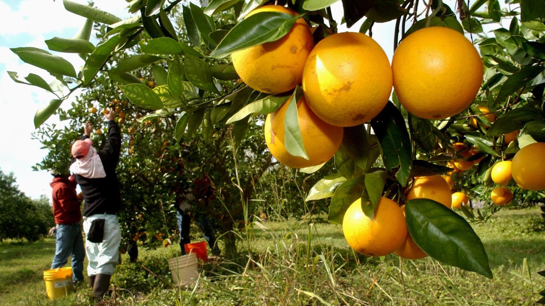 orange tree not producing oranges