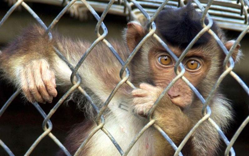 Second infected monkey put to death at Tulane Primate Center | St ...
