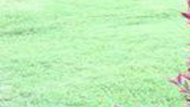 alternanthera dentata ruby