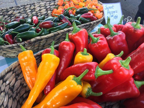 Cross-pollination raises an interesting genetics lesson | Home/Garden ...