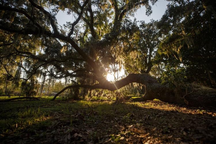 Seven Sisters Oak stands tall through the storm, again | St. Tammany ...