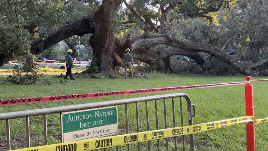 200-year-old oak tree collapsed in Audubon Park | Environment | nola.com