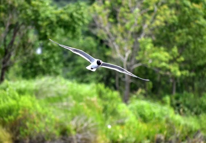 Bayou Liberty Pirogue Races: Check out the photos | One Tammany | nola.com