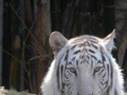 white malayan tiger