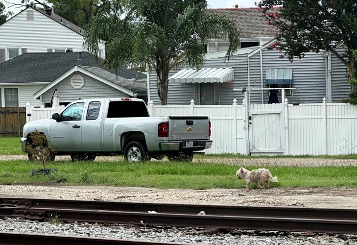 How Scrim, an elusive stray dog, became a Mid-City legend | Entertainment/Life | nola.com