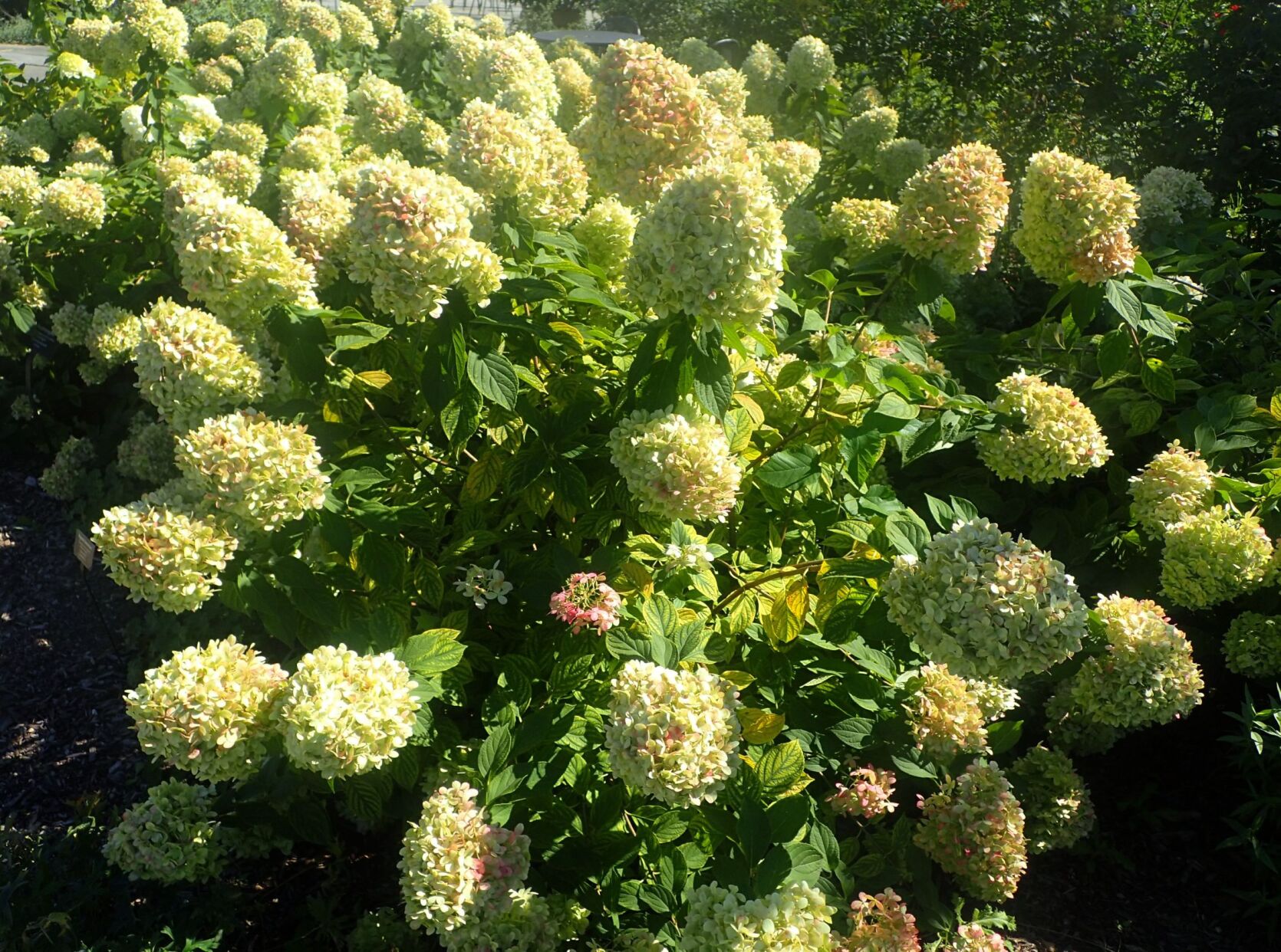 Plant hydrangeas for a bold but traditional Southern look | Home/Garden ...