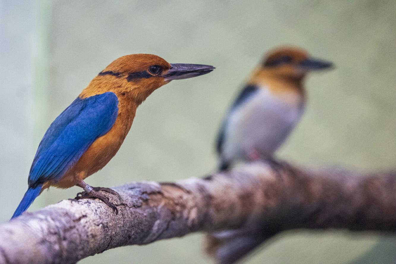 Audubon Zoo opening an immersive exhibit with 70 rare birds ...