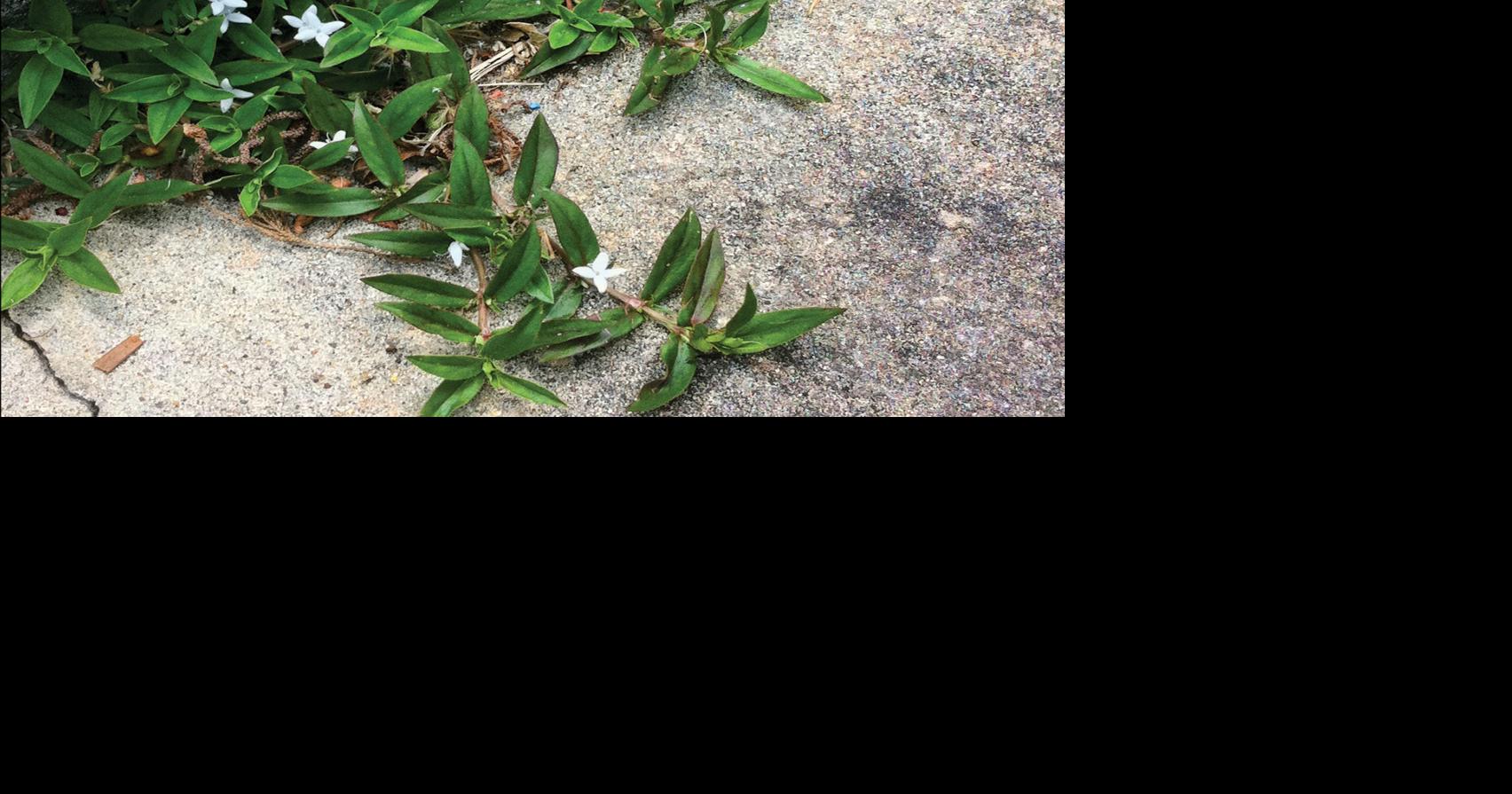 Garden News: Buttonweed is becoming public enemy No. 1 in turfgrass ...