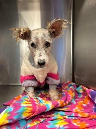 How Scrim, an elusive stray dog, became a Mid-City legend ...