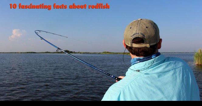 10 fascinating redfish facts | Sports | nola.com