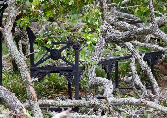 Oak tree branch falls on teenager in Jackson Square | News | nola.com